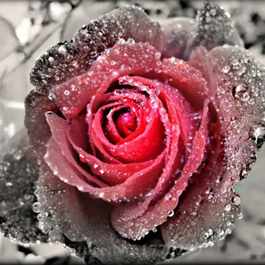 Роза 3 Д Фото – Telegraph