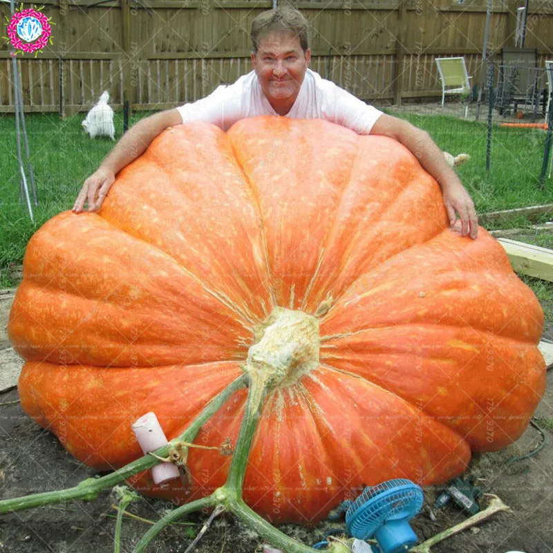 Самая Большая Тыква В Мире Фото – Telegraph
