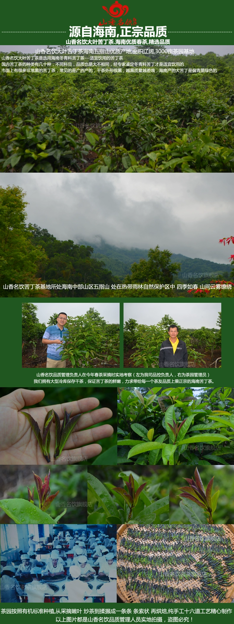 Premium Hainan Organic Kuding Ku Ding Bitter Large-leaf Herbal Chinese ...