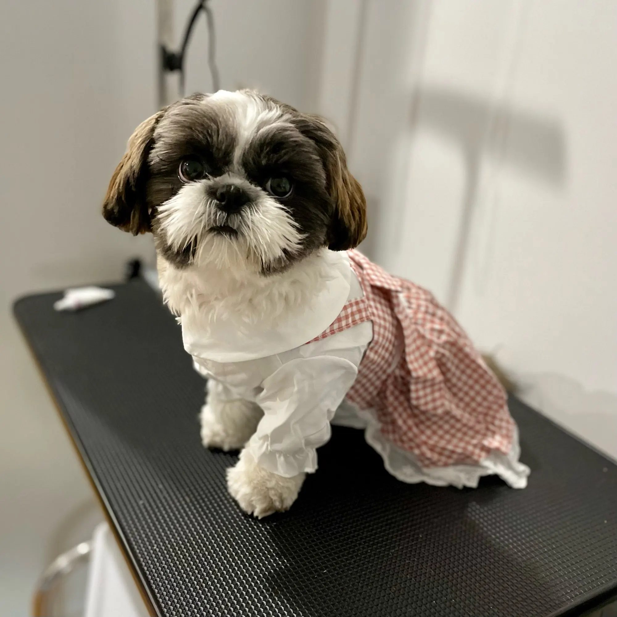 Lady-Style Dress For Graceful Dogs – DogMega.Com