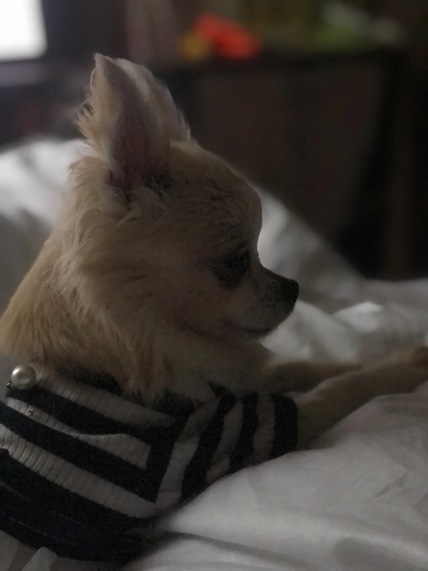 Fashionable Princess Dress For Stylish Dogs – DogMega.Com