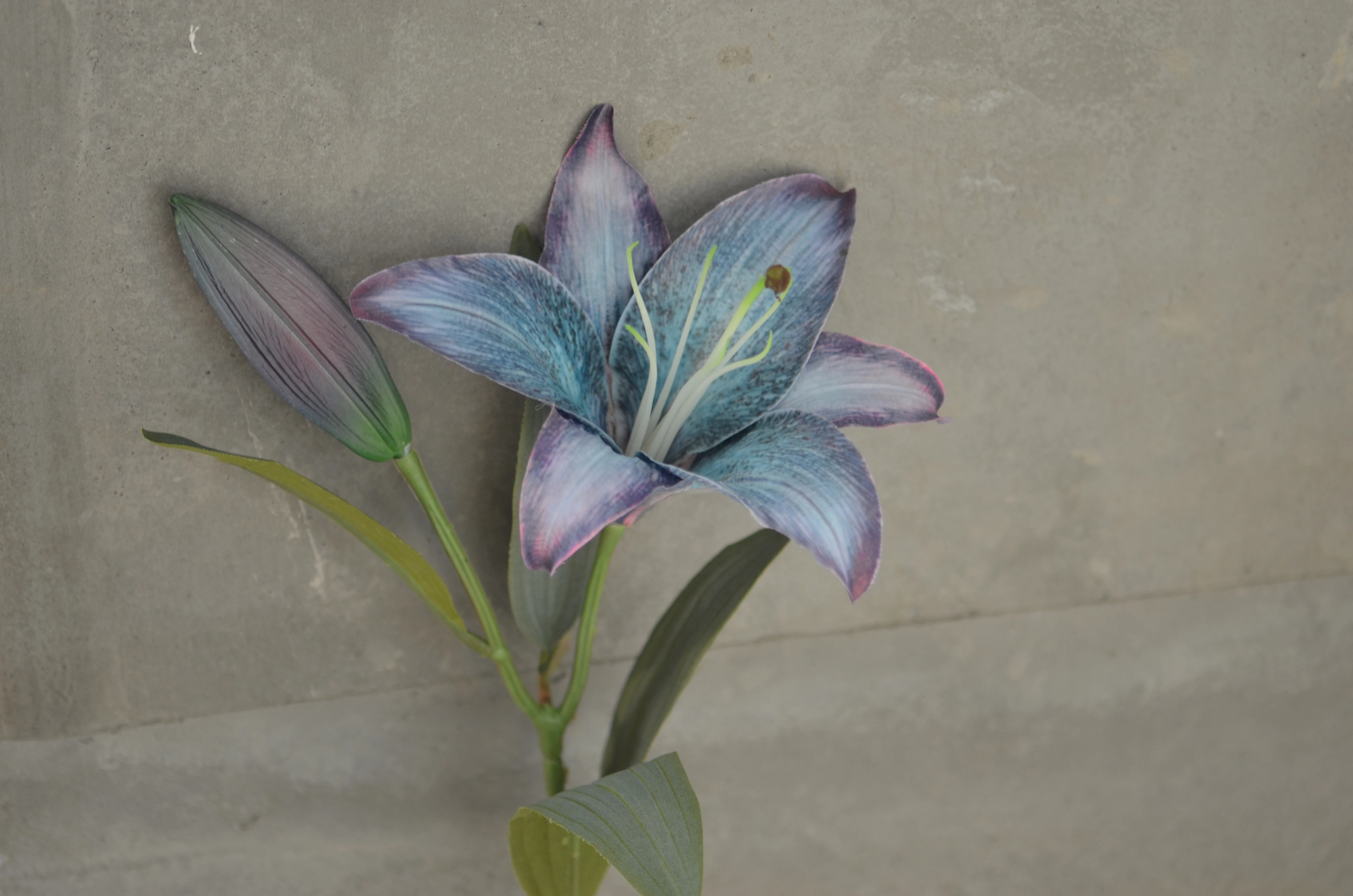 Blue Tiger Lily Flower