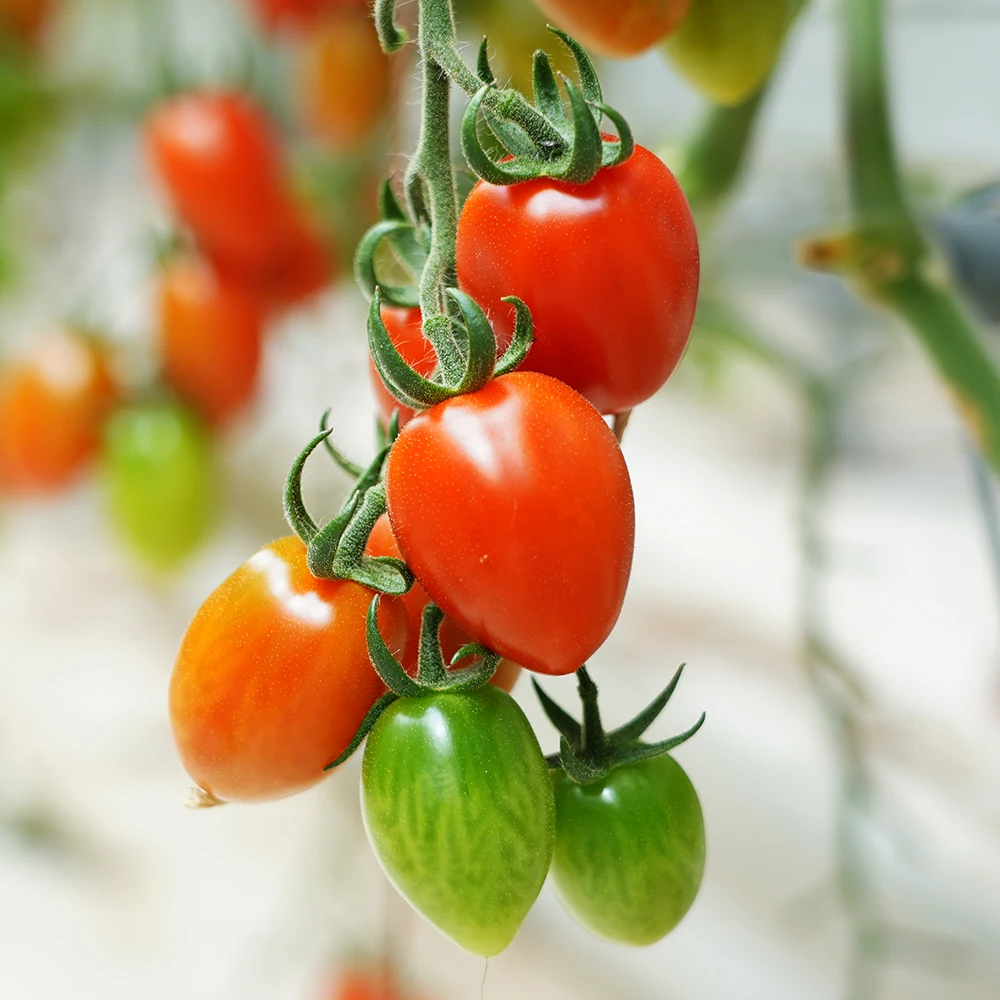 fresh Jujube Drops Tomato 2kg 5kg Royal and - AliExpress 2