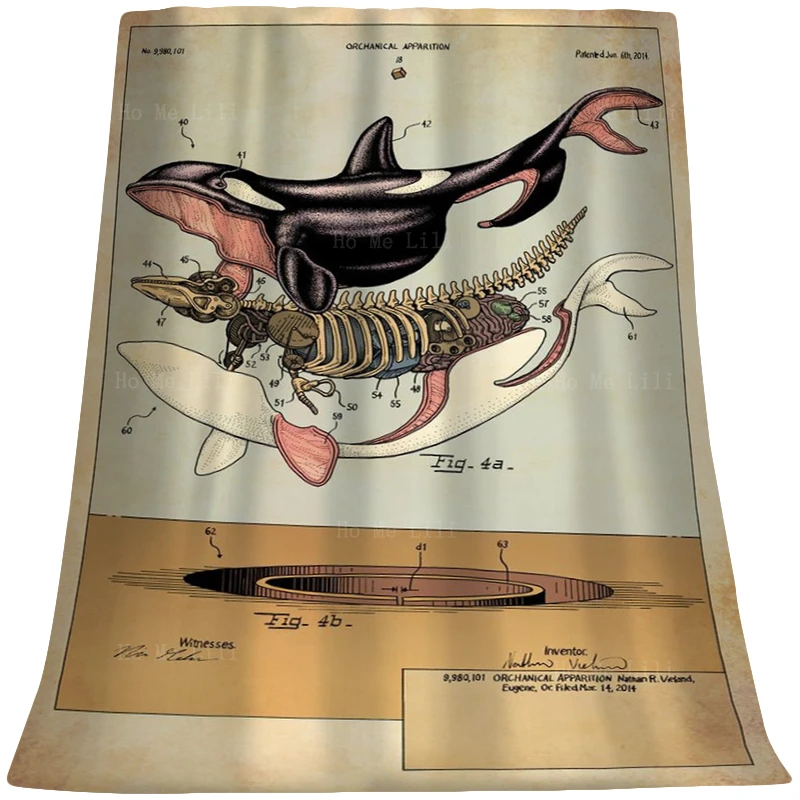 Killer Whale Skeleton Diagram