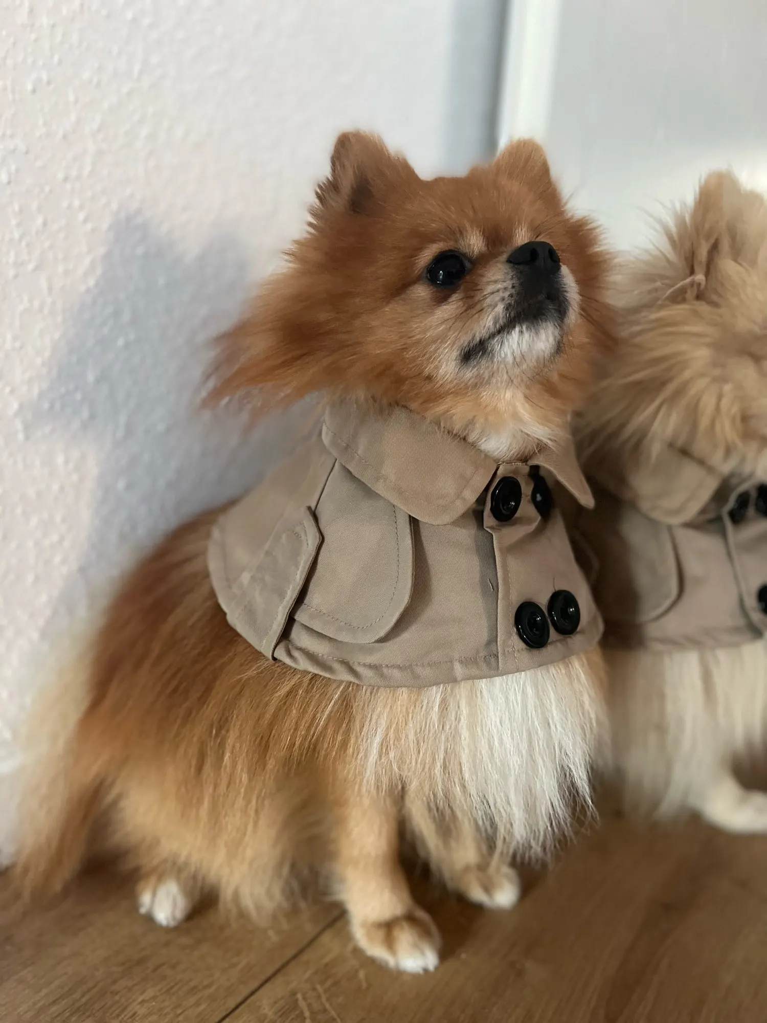 British Style – Dog Cloak Windbreaker – DogMega.Com