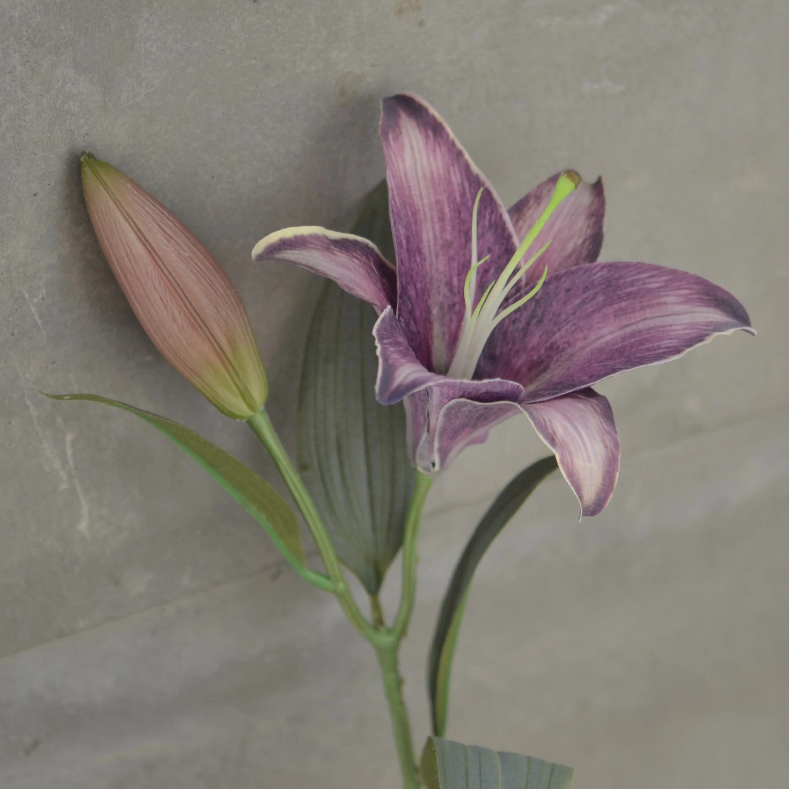 Purple Lily Flower
