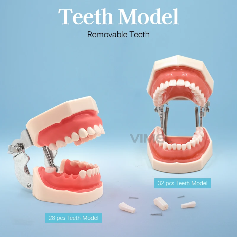 Dental-Teeth-Model-Practice-Set-28-32pcs-Ortho-Implant-Demo-Dental ...