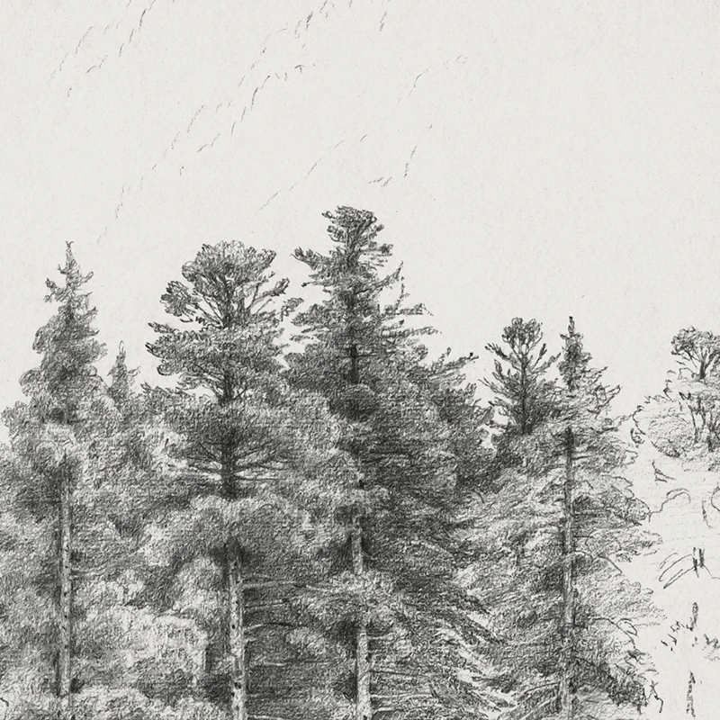 Pine Tree Pencil Drawing
