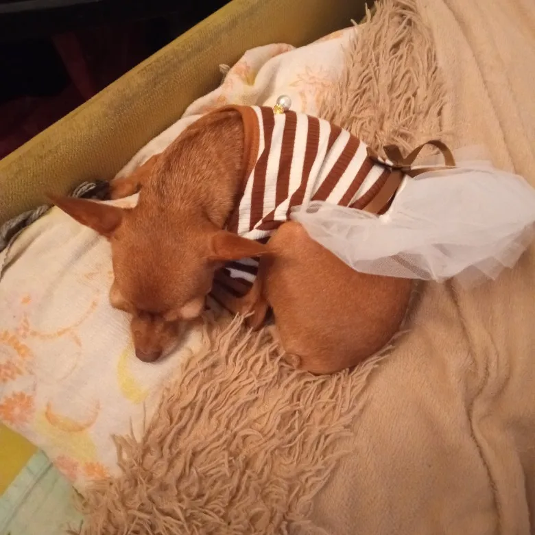 Fashionable Princess Dress For Stylish Dogs – DogMega.Com