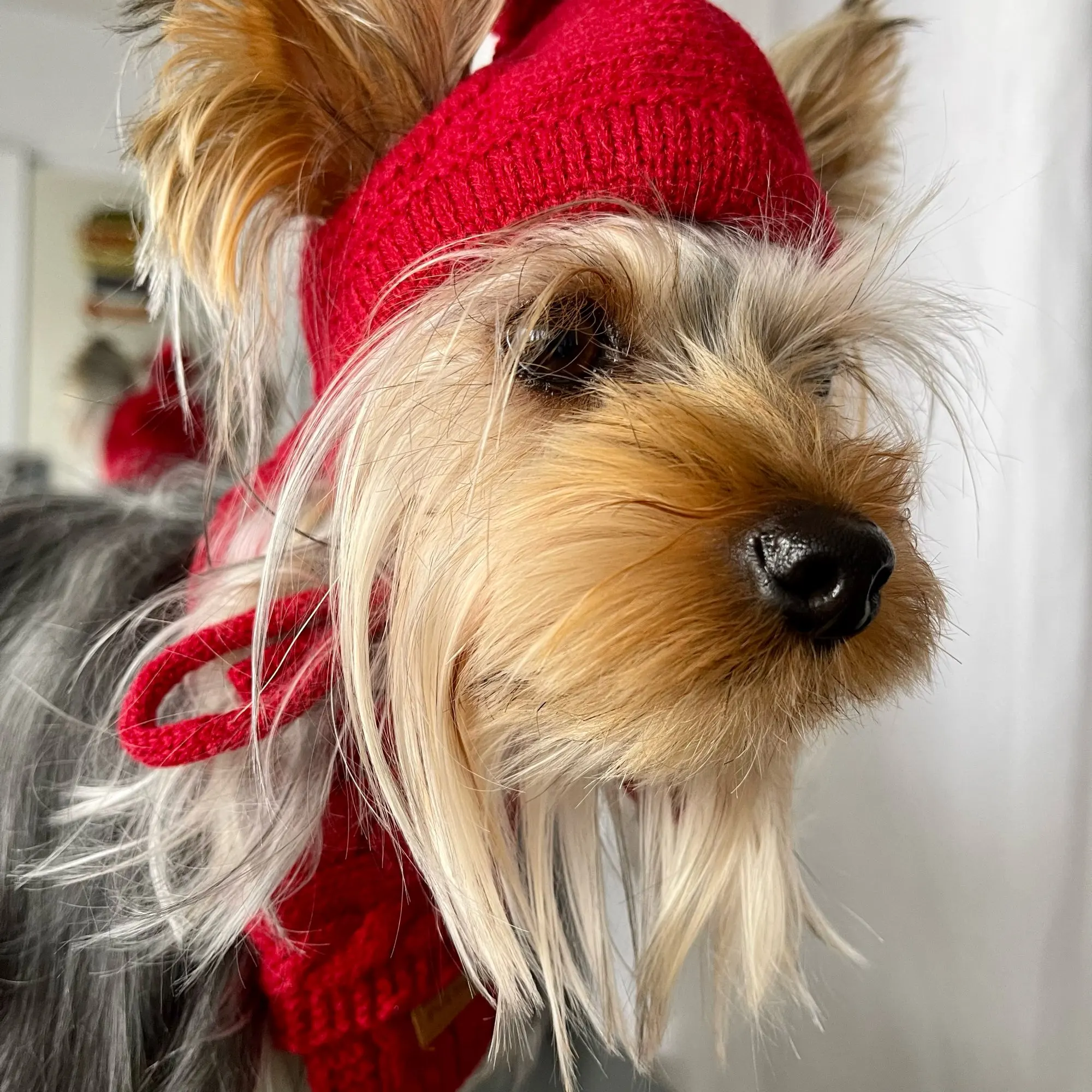 Set Of Warm Woolen Hat And Scarf For Dog In Winter – DogMega.Com