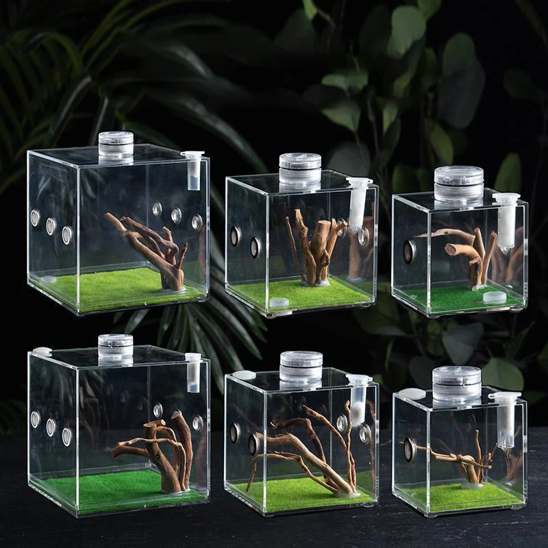 Acrylic-Singing-Insect-Breeding-Box-For-Insect-Jumping-Spider-Small ...