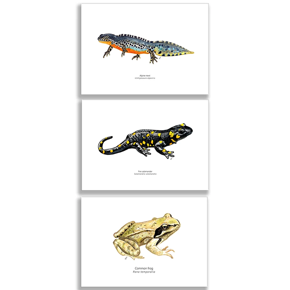 Is Salamander An Amphibian | contabilidadecidada.com.br