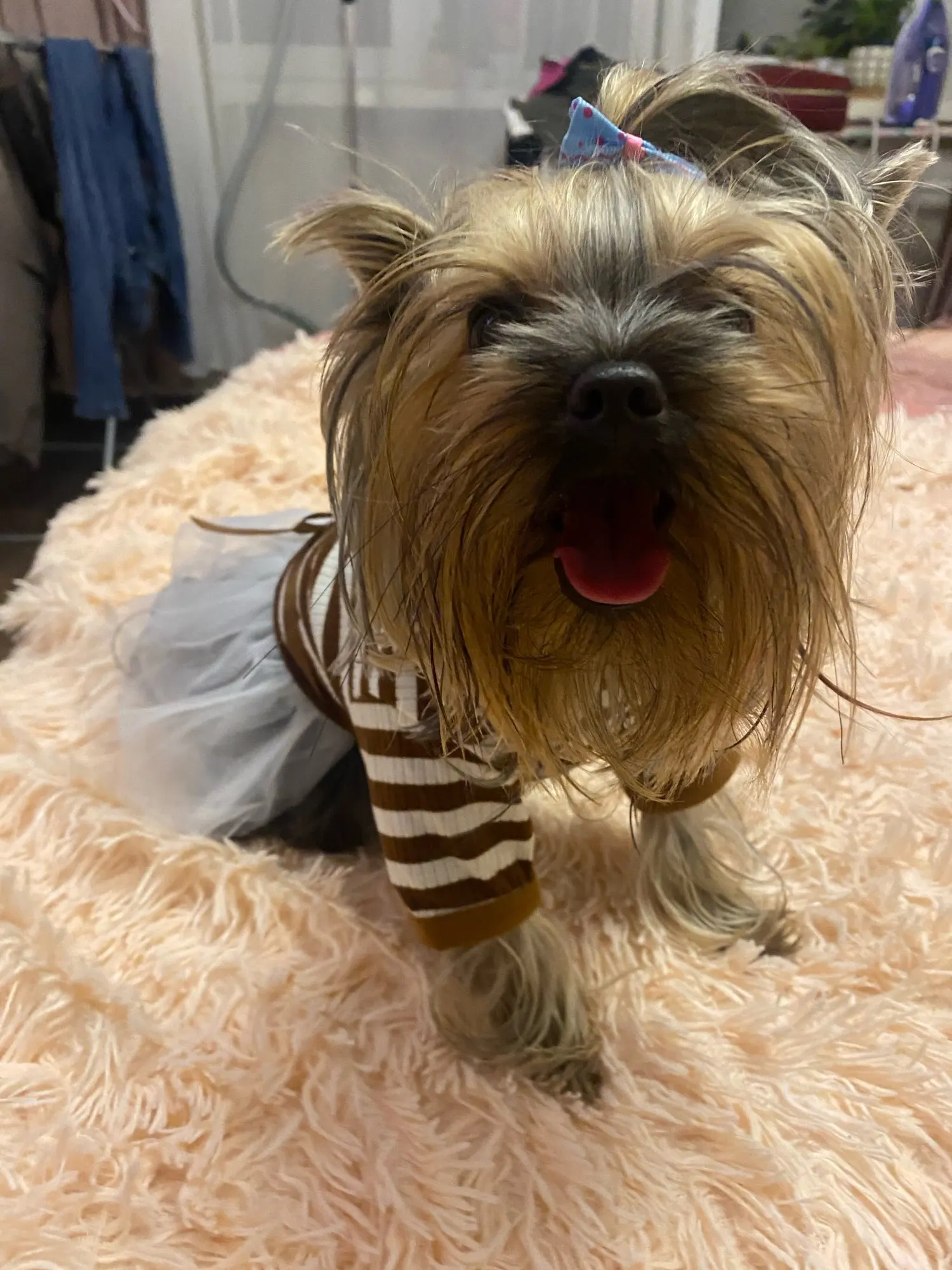 Fashionable Princess Dress For Stylish Dogs – DogMega.Com