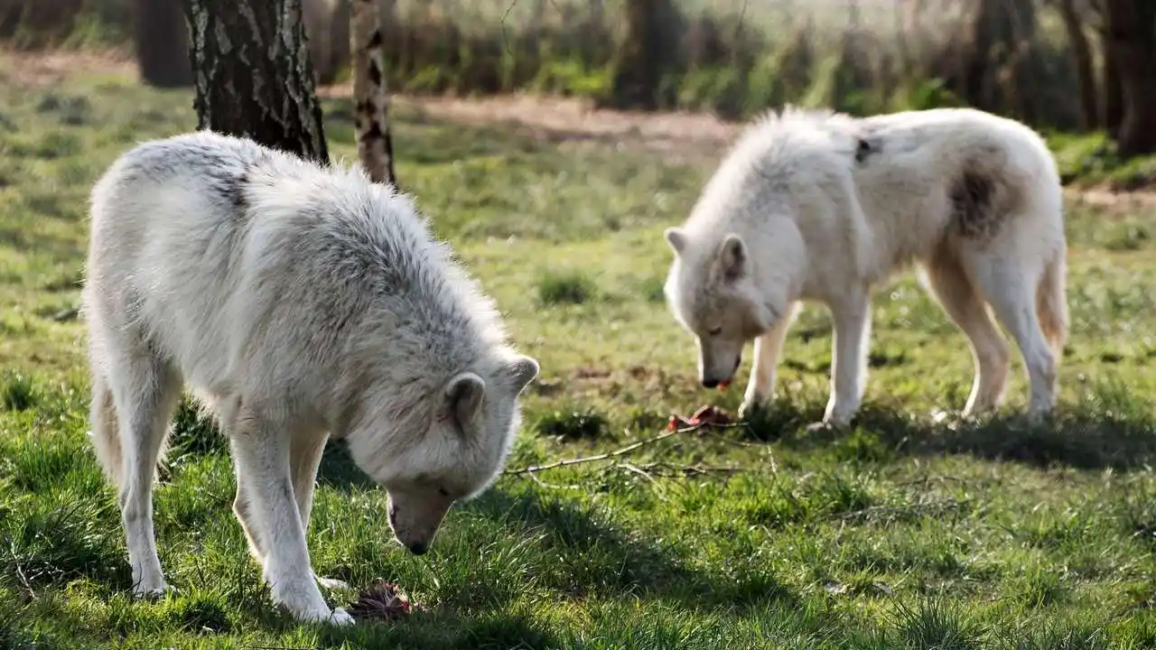 LinxOne-painting-on-the-exogenous-wolves-of-the-Arctic-wolf-96-house ...
