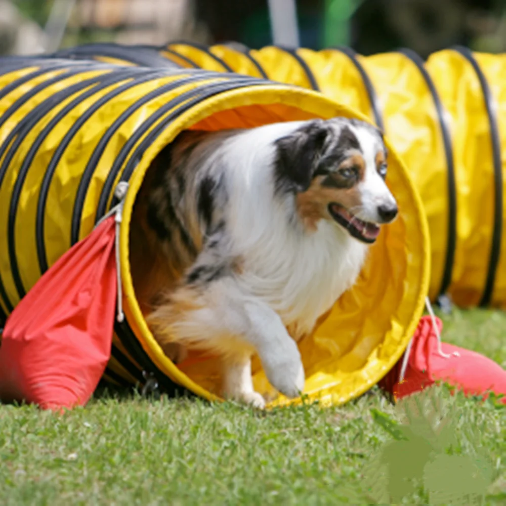 FCI International Competition Level Pet Dog Super Thick Shuttle Tunnel ...