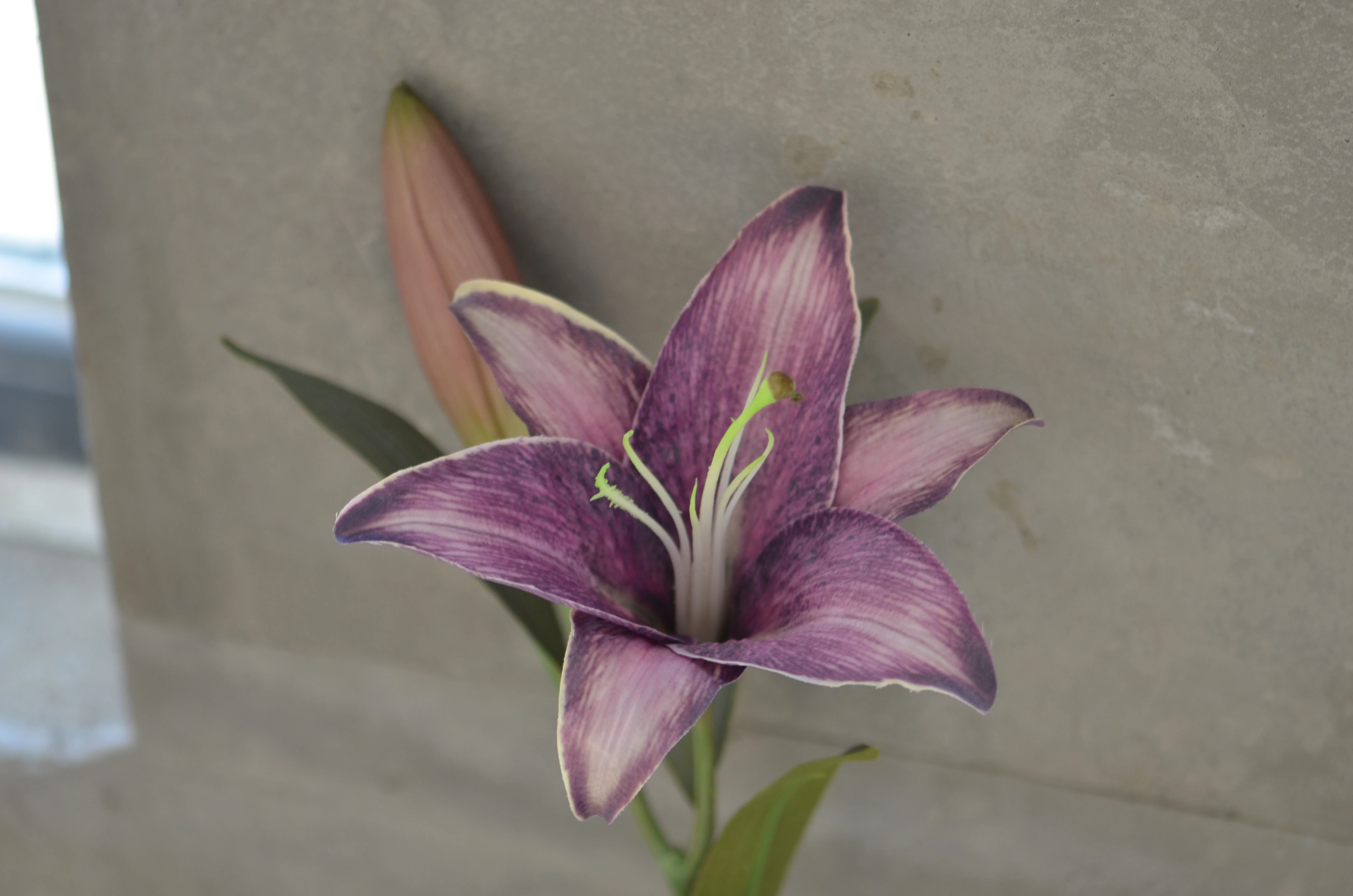 Purple Lily Flowers