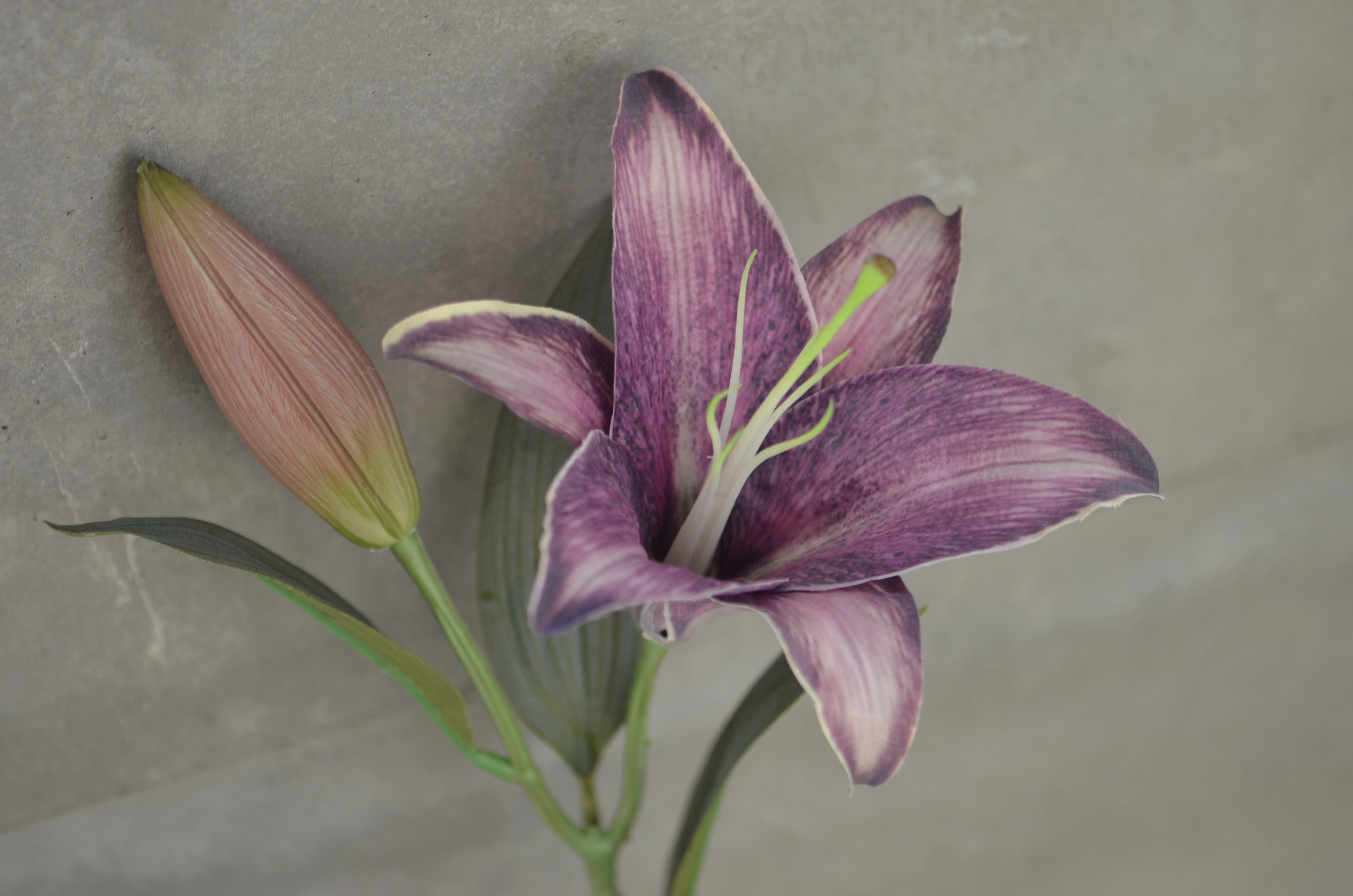 Purple Tiger Lily Flower