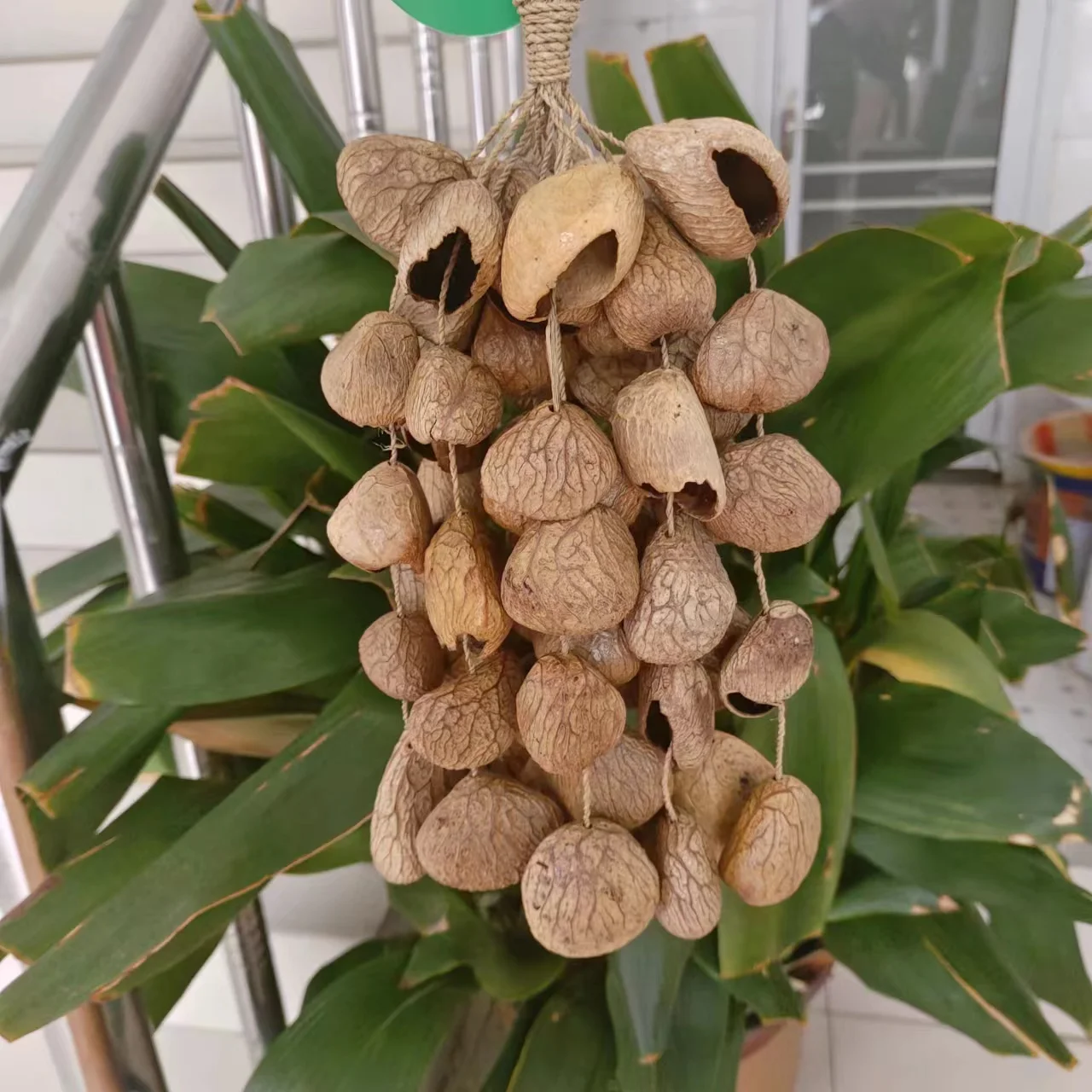 Pangi-efeito-sonoro-percuss-o-para-medita-o-e-yoga-semente-shaker-shell ...