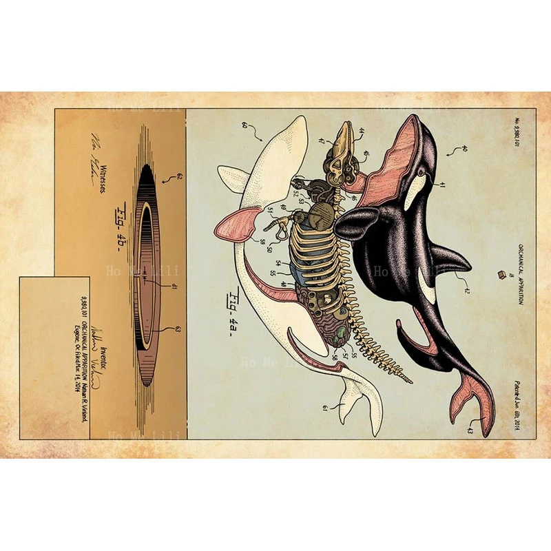 Killer Whale Skeleton Diagram