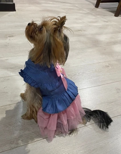 Sweet Princess Dress For Cute Dogs – DogMega.Com