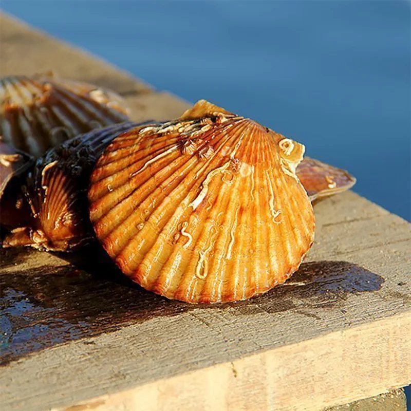 홈 제품 메가 썸머 세일 피드백