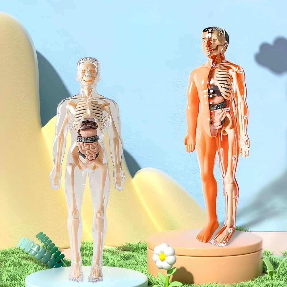 1 set of human skeleton model, simulated medical assembly torso ...