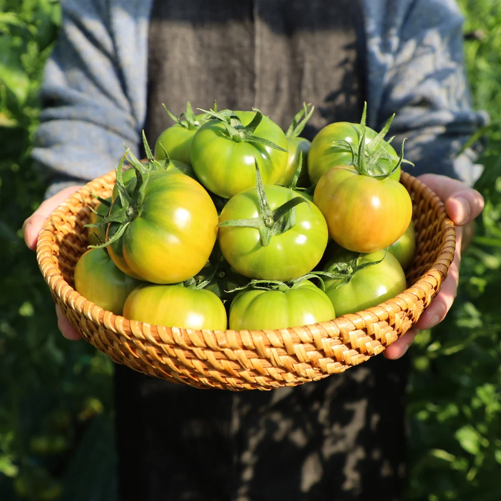 Fusan Daejoo Tomatoes Sour and Spicy Taste 2.5kg First Shipment Fresh ...