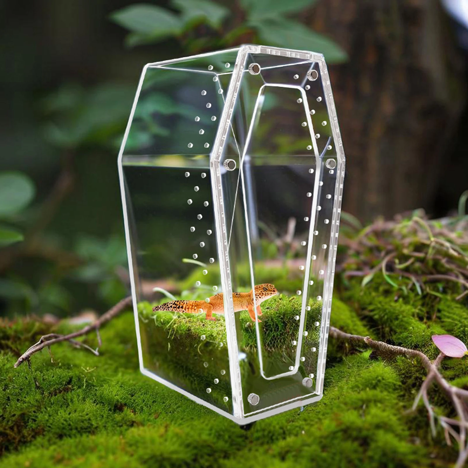 Acrylic Jumping Spider Enclosure Amphibian Habitat Terrarium with Front ...