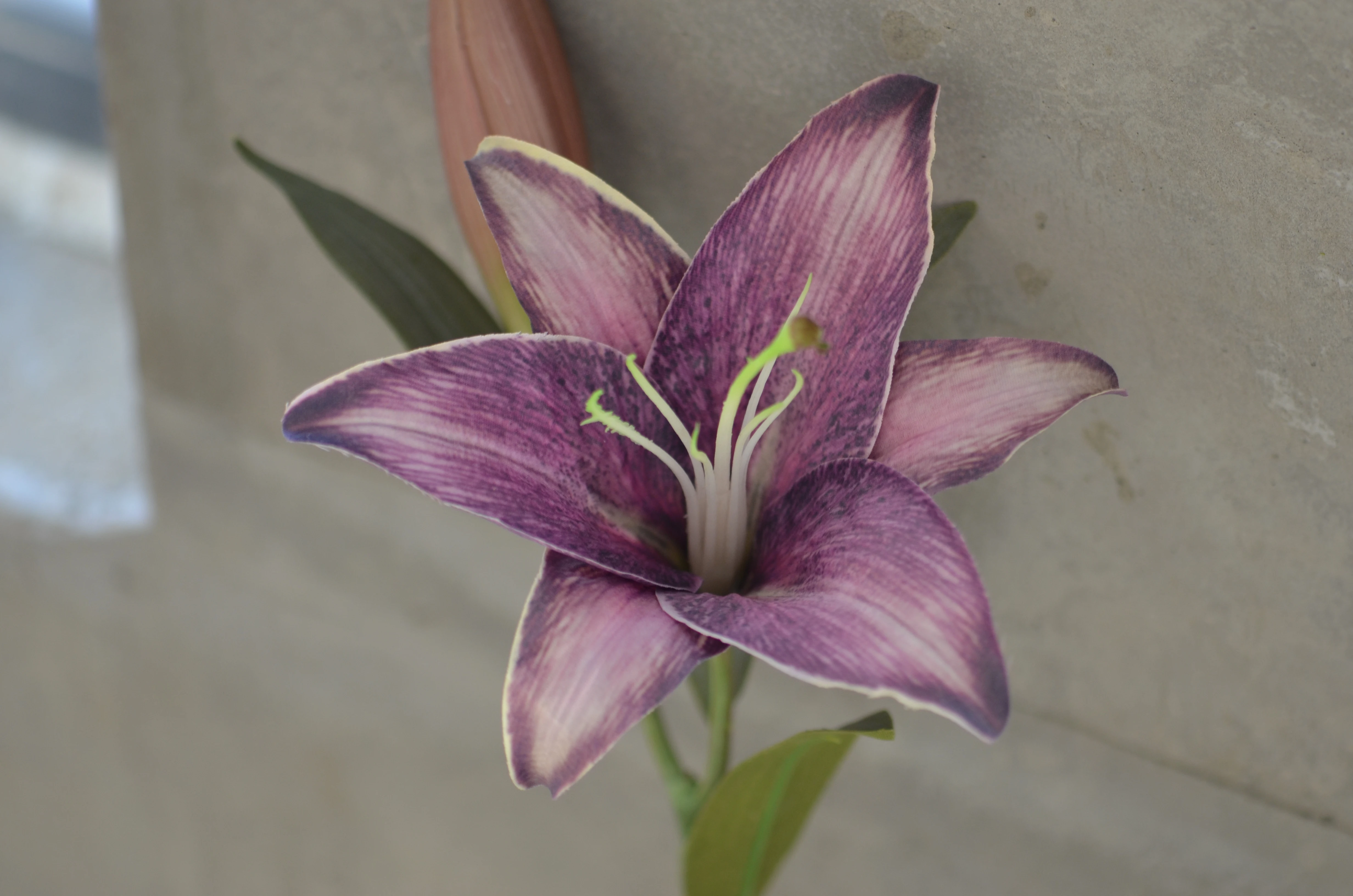 Purple Tiger Lily Flower