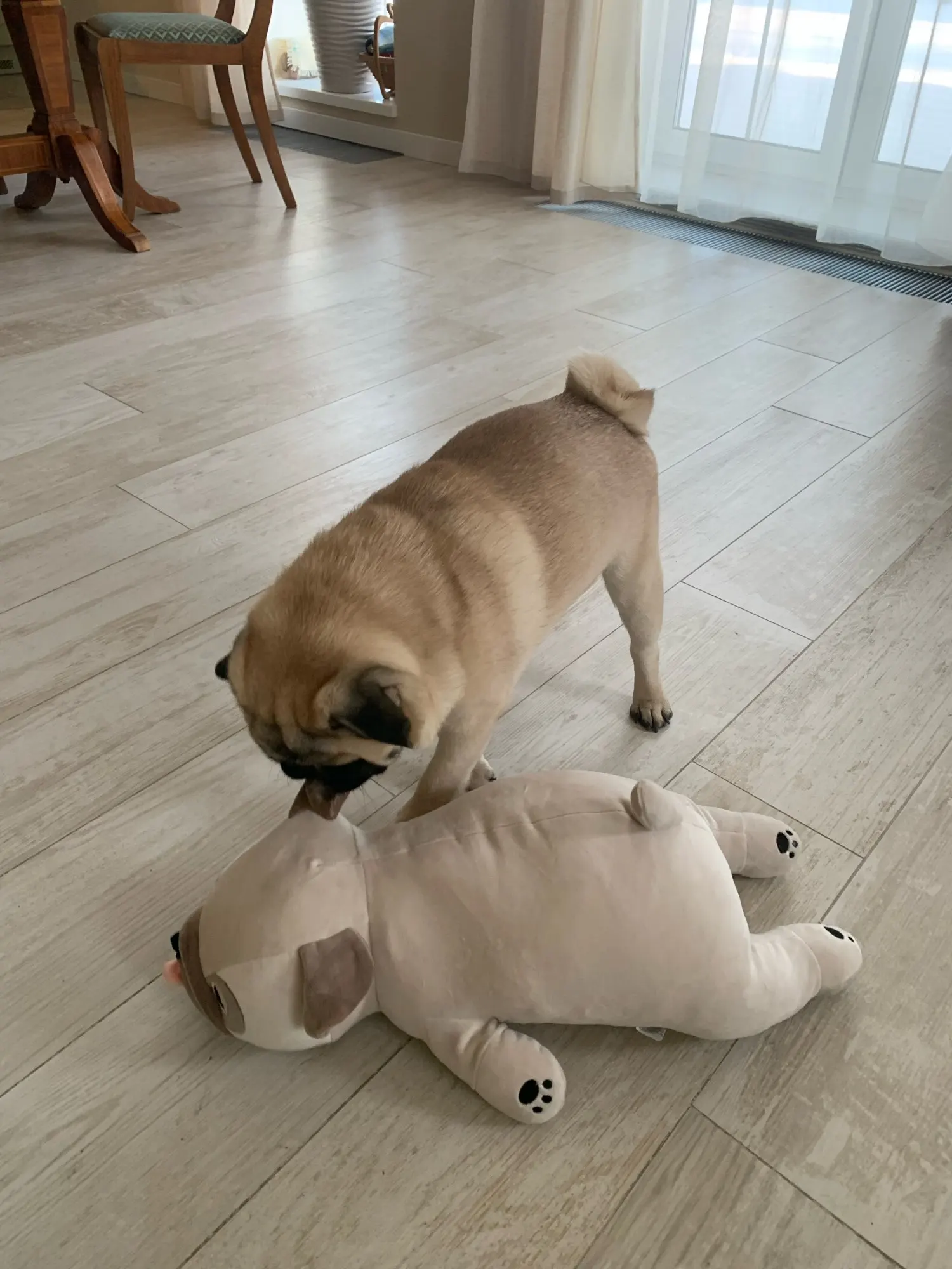 Giant Pug Plush – Comfy Morning