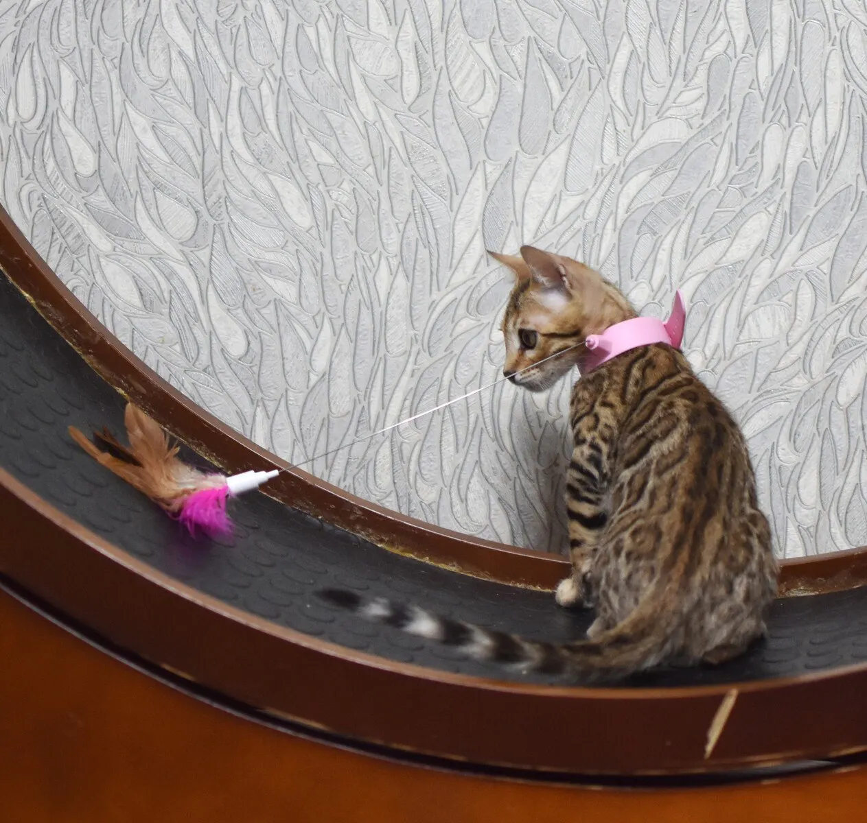 Fluffy Feather Interactive Cat Collar Toy - Mavigadget