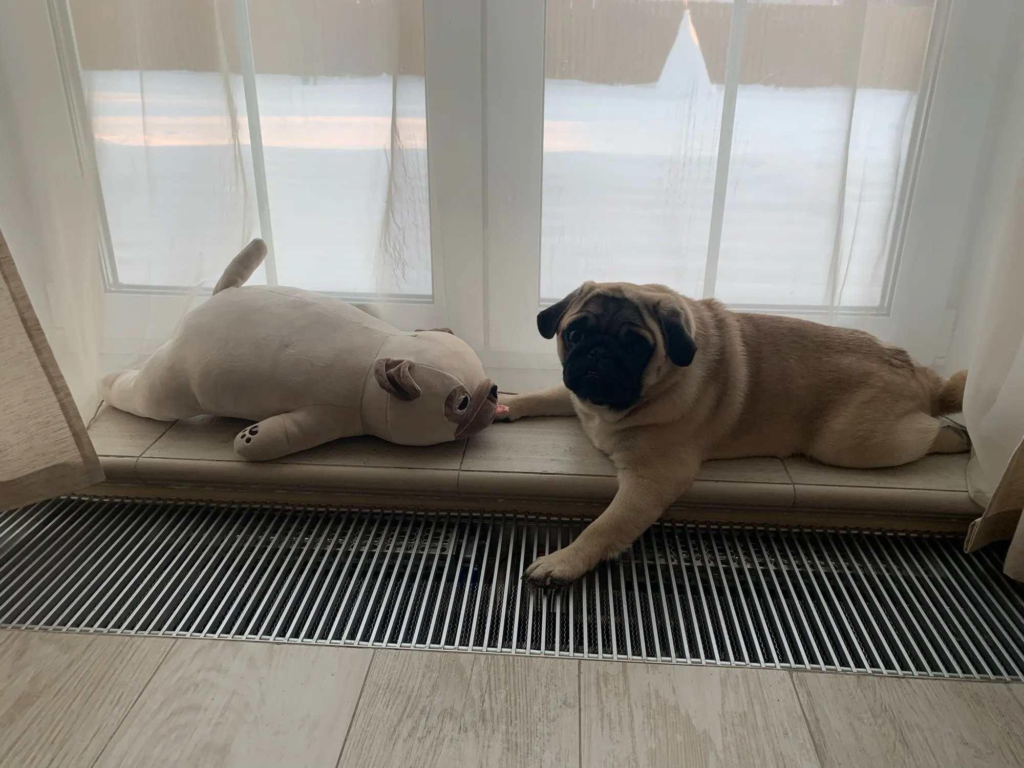 Giant Pug Plush – Comfy Morning