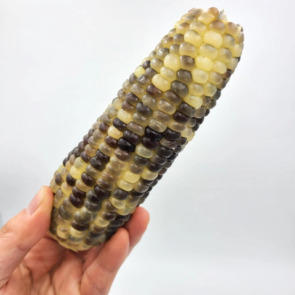 [International Corn] 10 Strong Farmer Purified Steamed Non-Bombic Corns ...