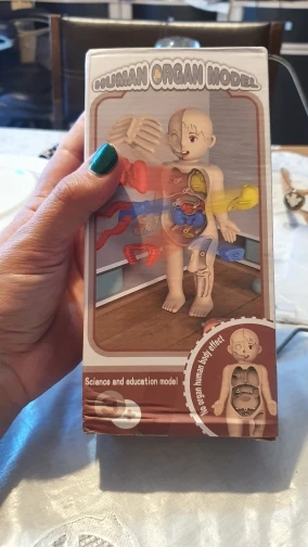3D Human Body Anatomy Puzzle: Montessori Educational Toy – Kids Joy Toys