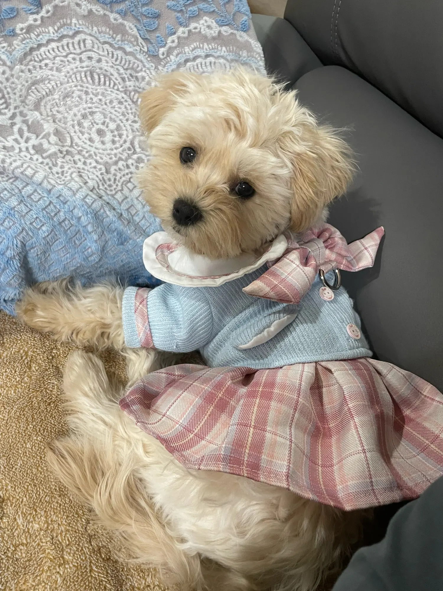 Cute Clothes – JK Style Dress For Dog – DogMega.Com