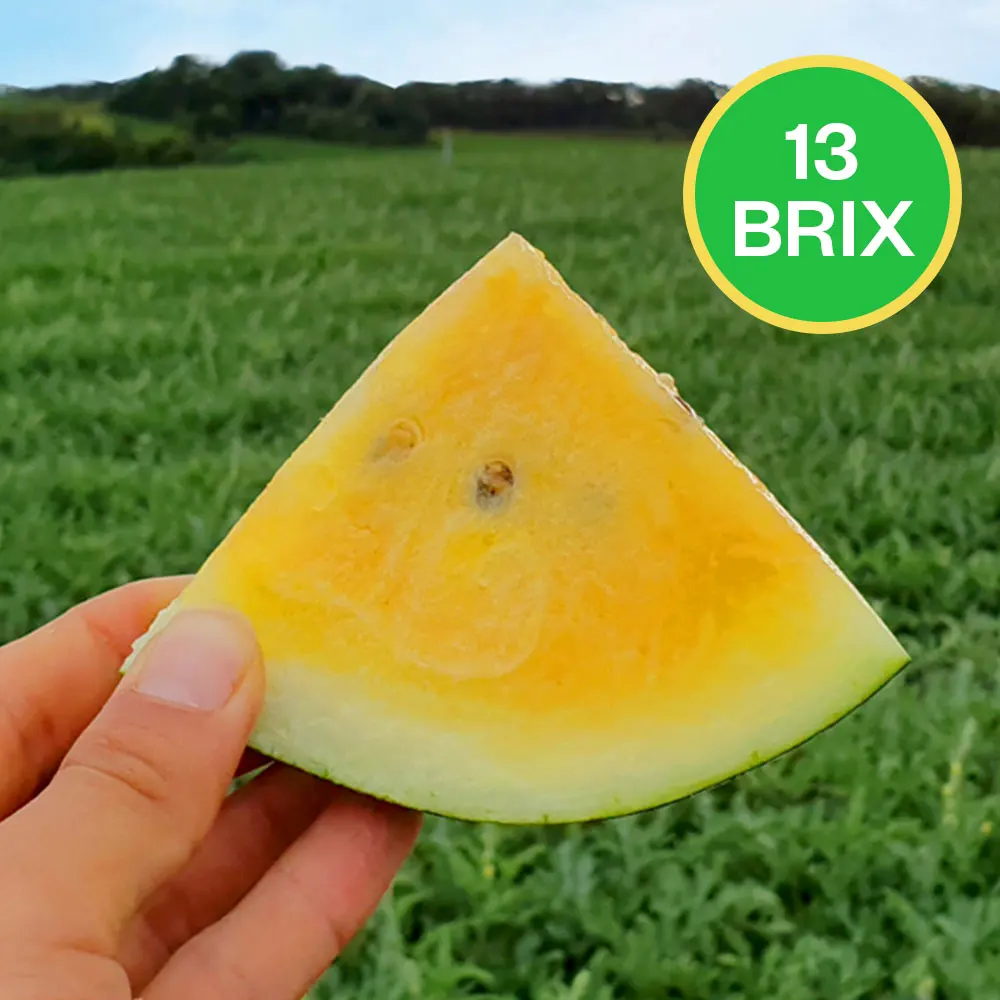 Direct-delivery-from-production-Gochang-High-Dangdo-13Brix-Black-Boss ...