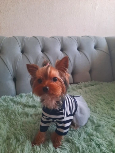 Fashionable Princess Dress For Stylish Dogs – DogMega.Com