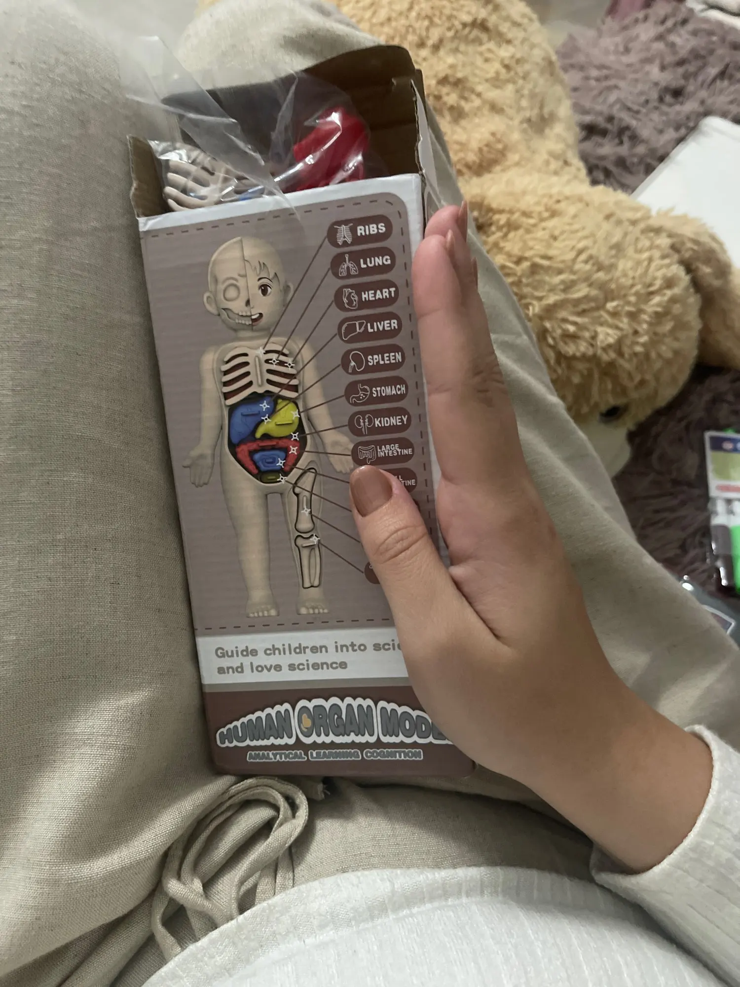 3D Human Body Anatomy Puzzle: Montessori Educational Toy – Kids Toys LLC