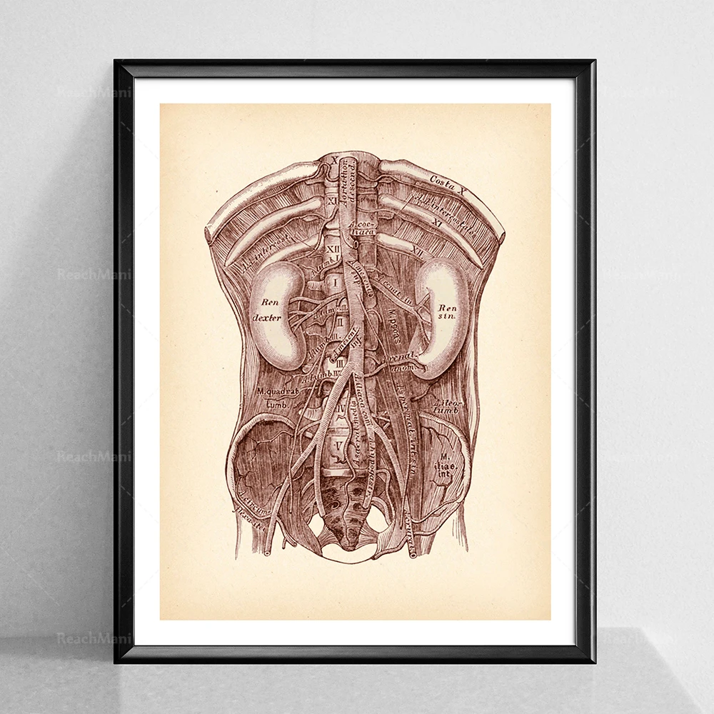 Other Assemblage Art & Collectibles Weird Gothic Kidney MRI Grey's ...