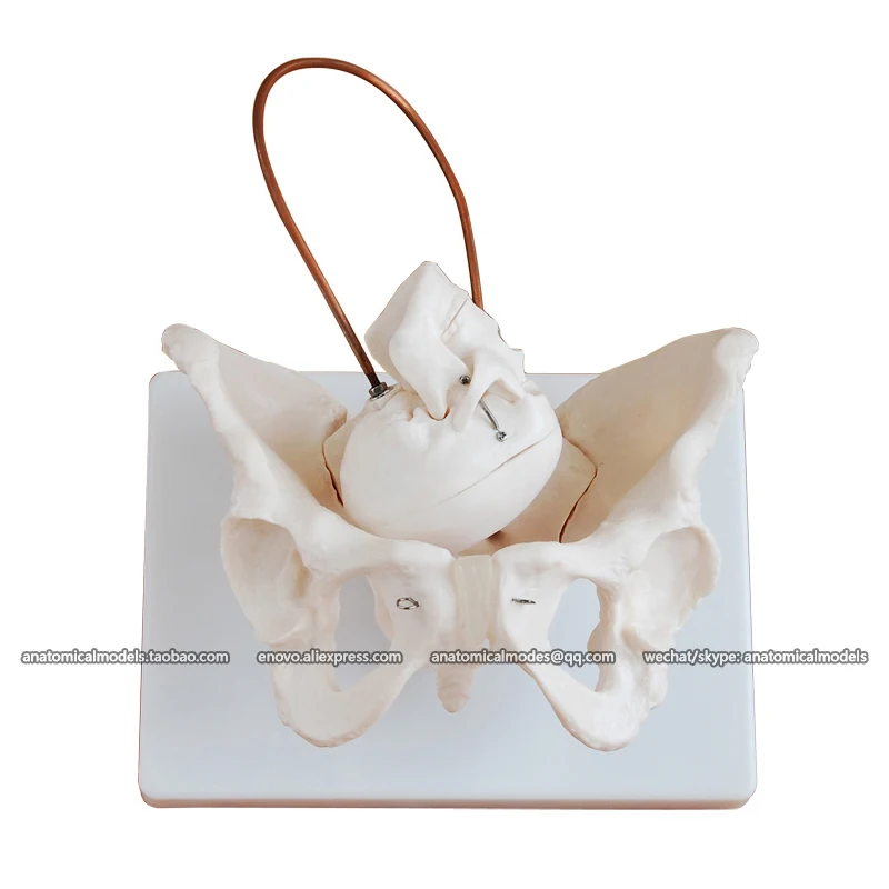 CMAM-12345-Pelvis-Childbirth-Demonstration-Plastic-Pelvis-Medical ...