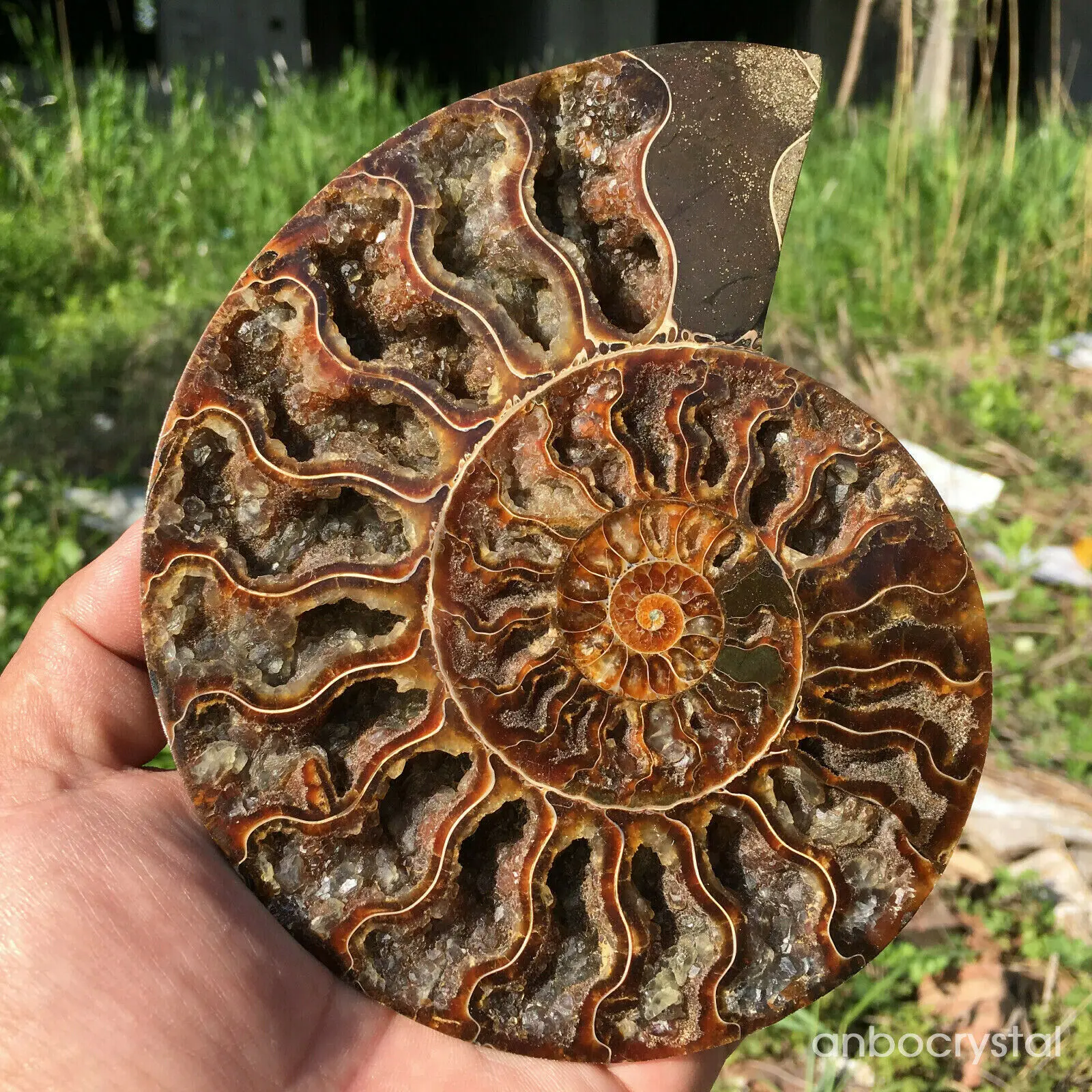 Rocks & Geodes Home Décor Natural Ammonite fossil Fossil conch quartz ...