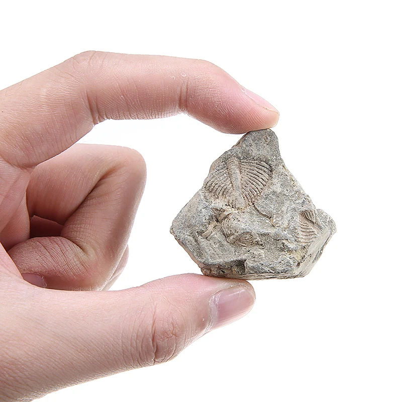 PIERRE VENDUE SEULE,--Trilobite fossile queue fossile, 1 pièce, fossile ...