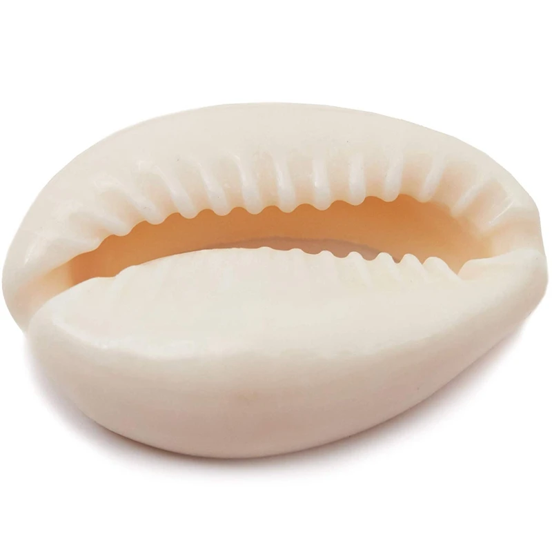 New Cowrie Sea Shells Oval Sea Shells Beach Seashells for Jewelry ...