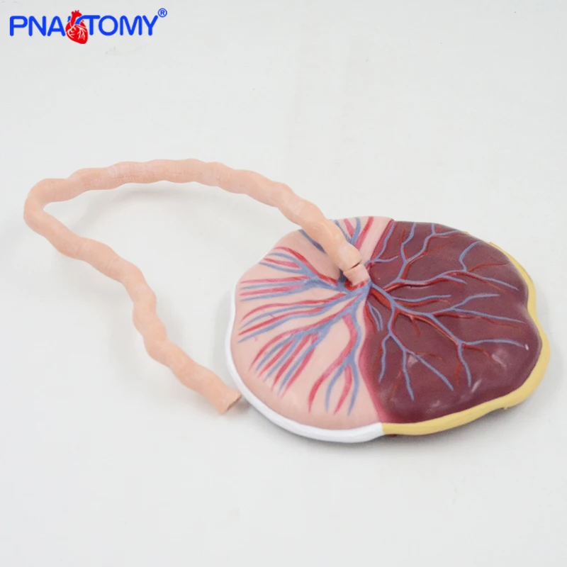 Fetus-Funicle-Anatomy-Model-Anatomical-Placenta-Model-Baby-Birth-Model ...