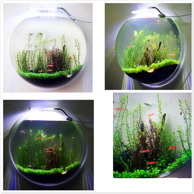 Hanging Fish Tank