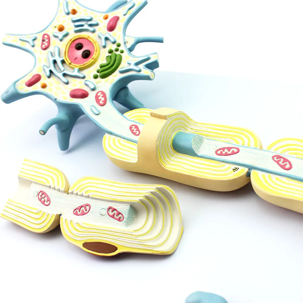 Neuron Cell Model Project