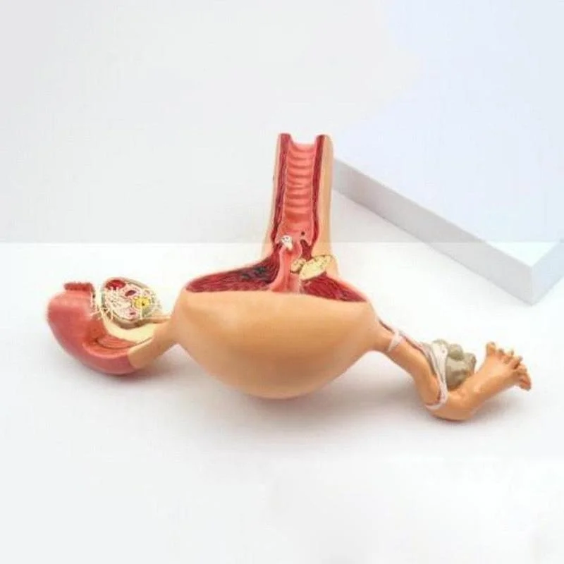 Model Anatomy Female Uterus | Medical Anatomical Models | Uterus Ovary ...