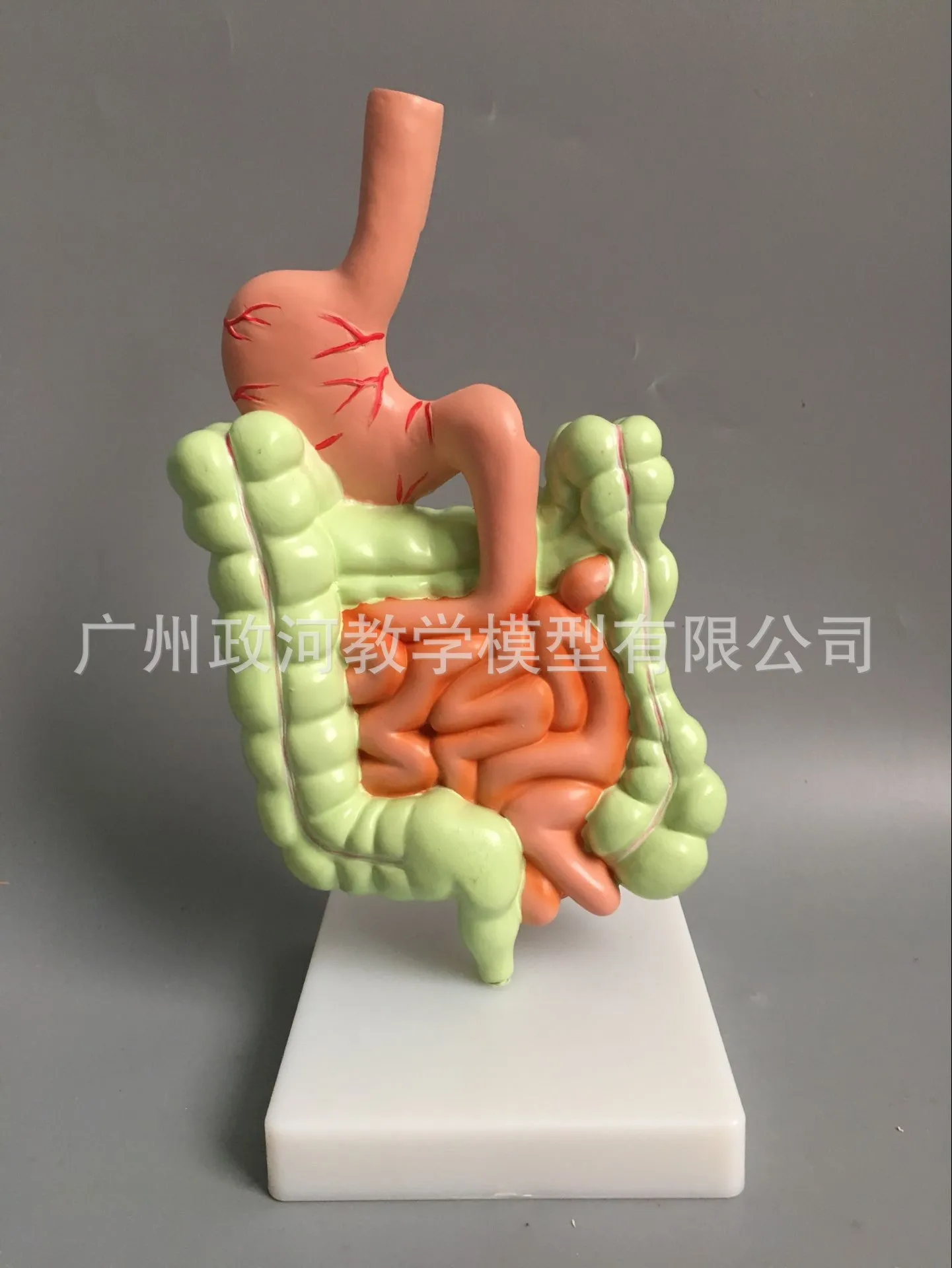 Stomach Model Project