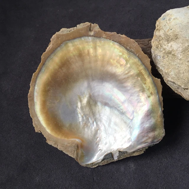 Natural Pearl In Shell