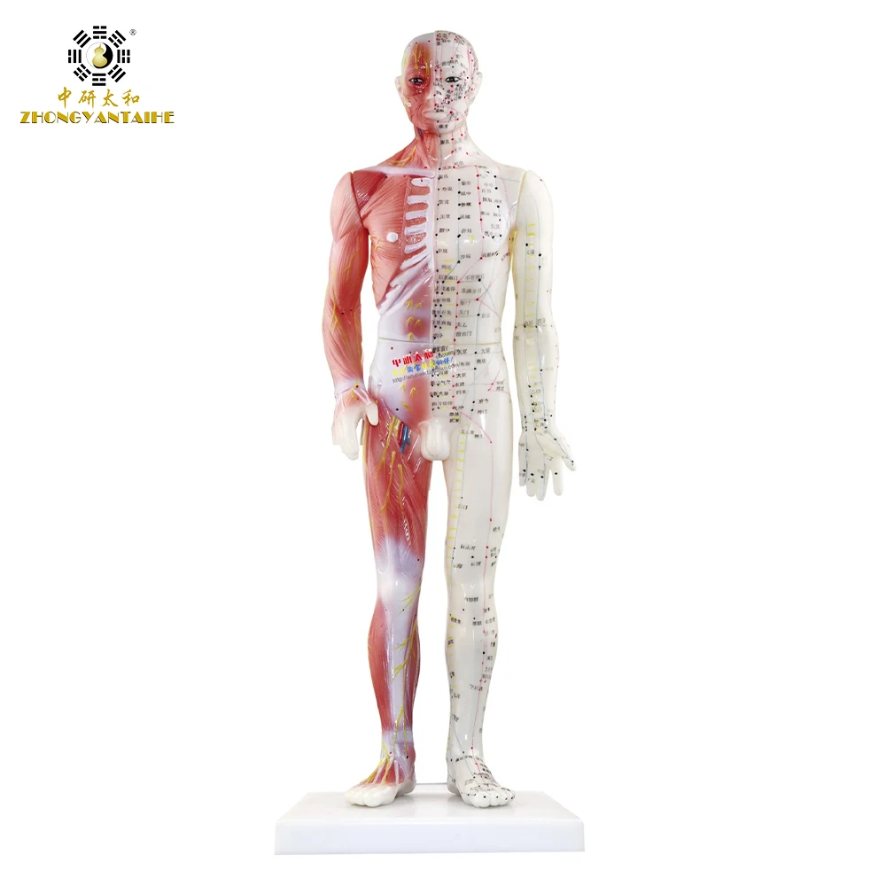 Male Human Acupuncture Points&muscle Model Acupuncture Point Model ...